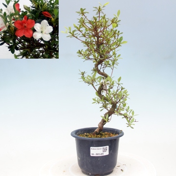 Venkovní bonsai - Japonská azalka - Azalea Kotaro - e-bonsai.cz