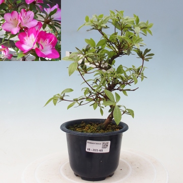 Venkovní bonsai - Japonská azalka - Azalea Reiko - e-bonsai.cz
