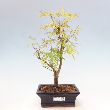 Venkovní bonsai - Acer palmatum Dissectum - Javor dlanitolistý - e ...
