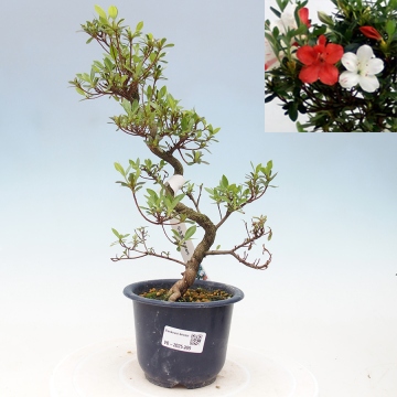 Venkovní bonsai - Japonská azalka - Azalea Kotaro - e-bonsai.cz