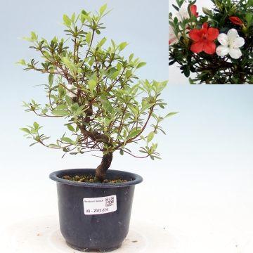 Venkovní bonsai - Japonská azalka - Azalea Kotaro - e-bonsai.cz