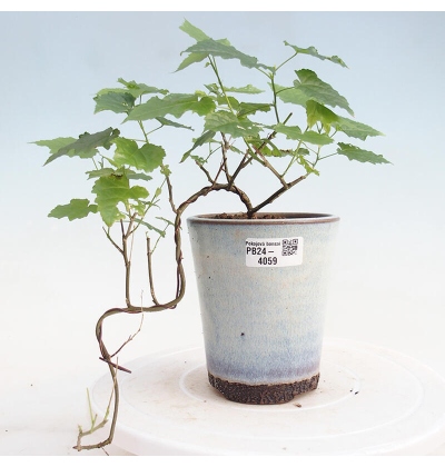 Bonsaje - e-bonsai.cz