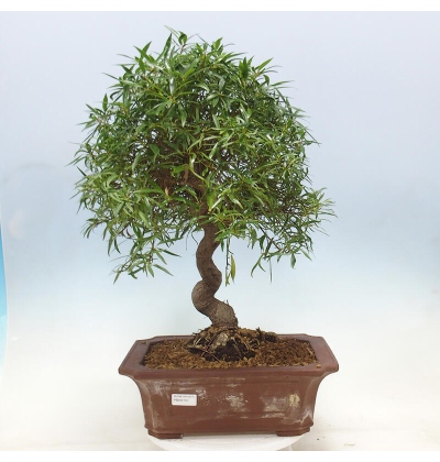 Pokojová bonsai - Ficus kimmen - malolistý fíkus - e-bonsai.cz