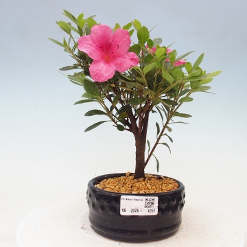 Venkovní bonsai - Japonská azalka - Azalea sp. - e-bonsai.cz
