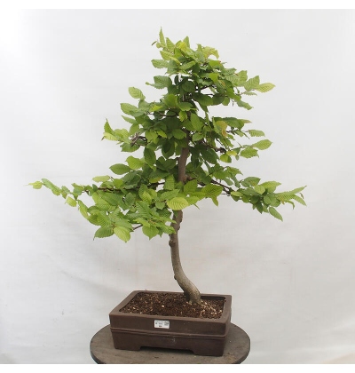 Venkovní bonsai -Carpinus Coreana - Habr korejský - e-bonsai.cz