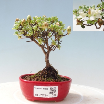 Venkovní bonsai - Rhododendron indicum - Japonská azalka - e-bonsai.cz